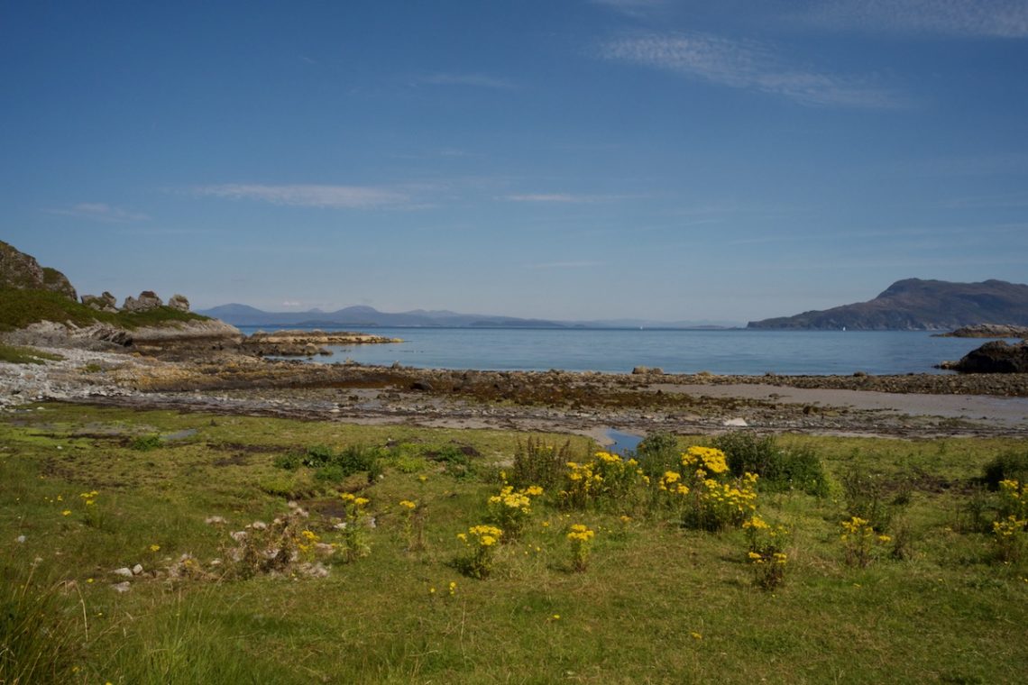 The Hazel Tree – by Jo Woolf