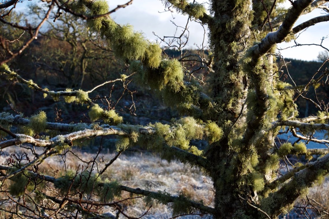 White frost and winter light – The Hazel Tree