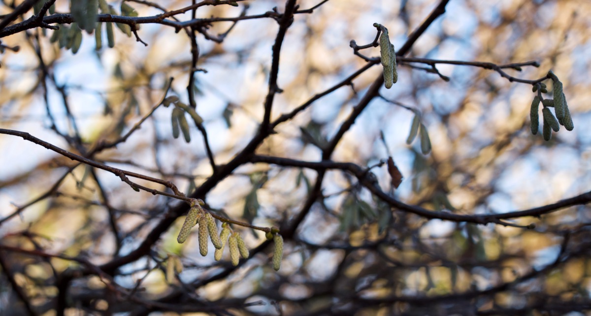 Looking for catkins at Ballachuan – The Hazel Tree
