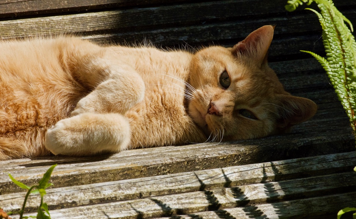 To Clyde – The Hazel Tree