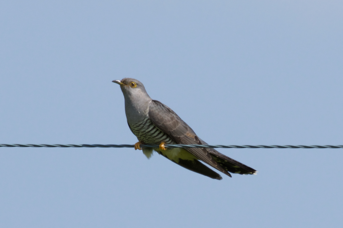 The cuckoo in his mantle grey – The Hazel Tree