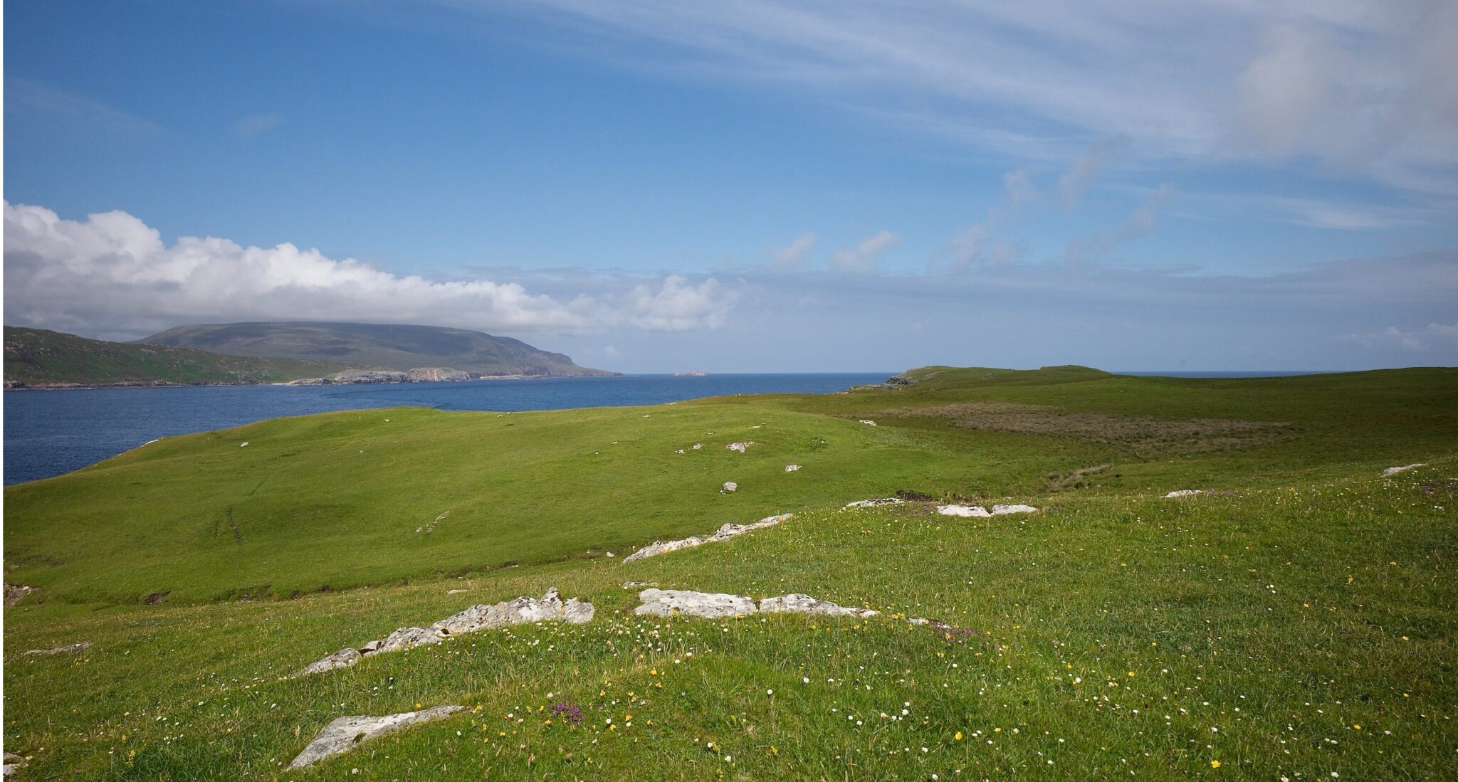 twinflower – The Hazel Tree